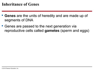 Biology in Focus - Chapter 10 | PPT