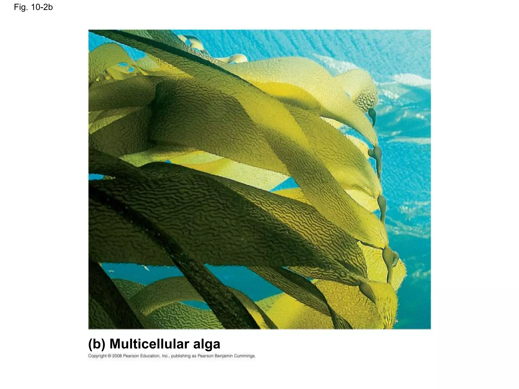 10_Lecture_Presentation.pptx