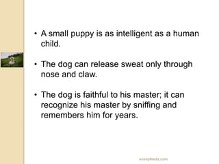 10 Lines on Dog & Interesting Facts about Dog | PPTX