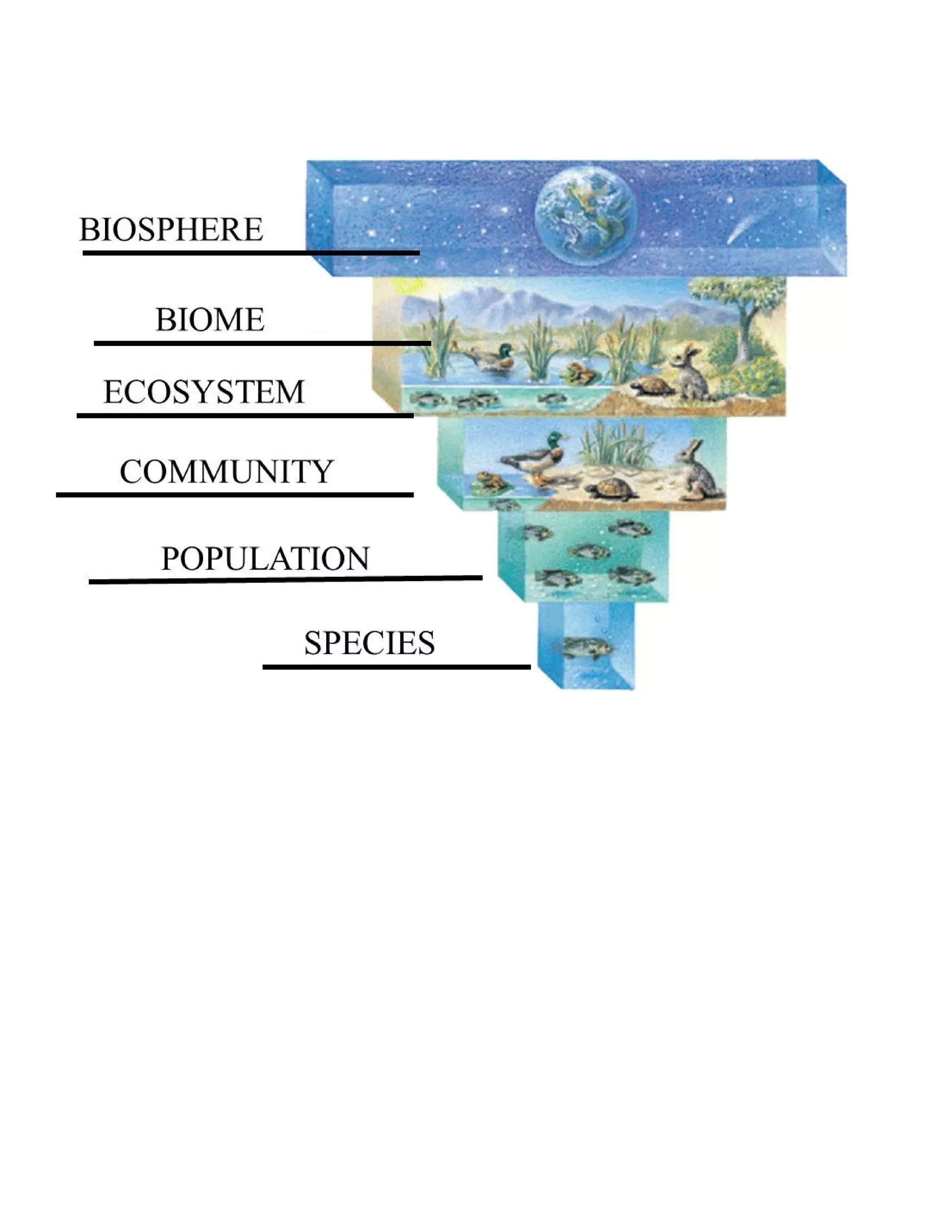 10 !!lesson plans levels of ecological organization | DOC | Biological ...