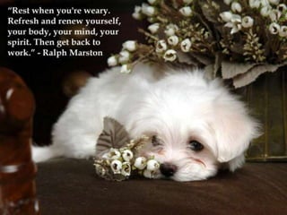 10 Life Efficiency Rules | PPSX