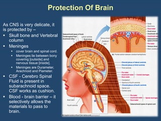 10 L Nervous System Physiology.pdf……………. | PPT