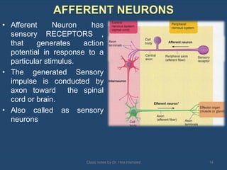 10 L Nervous System Physiology.pdf by ali hassan | PPT