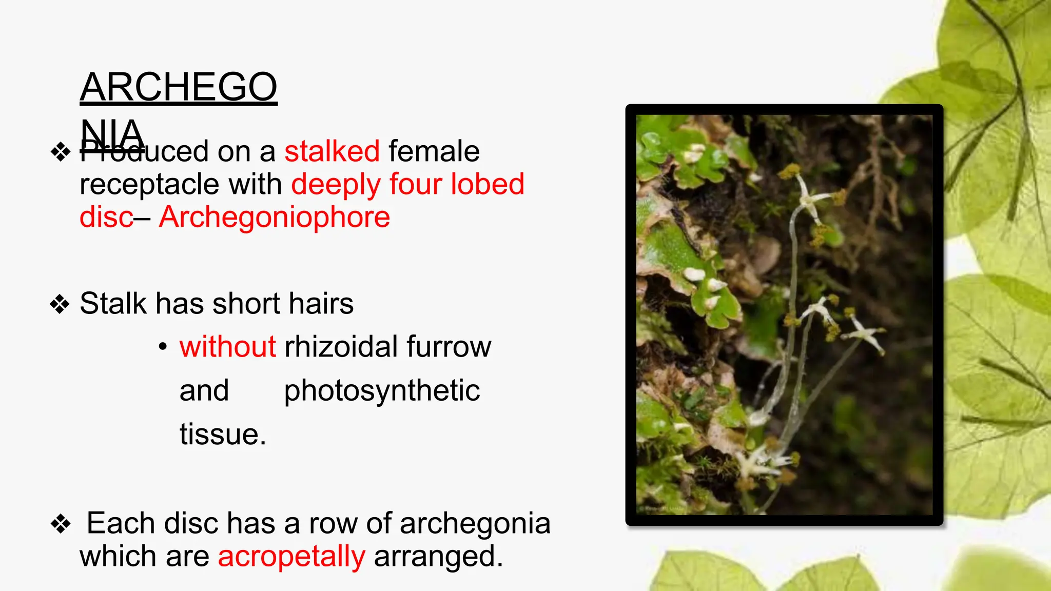 LUNULARIA -features, morphology, anatomy ,reproduction etc. | PPTX