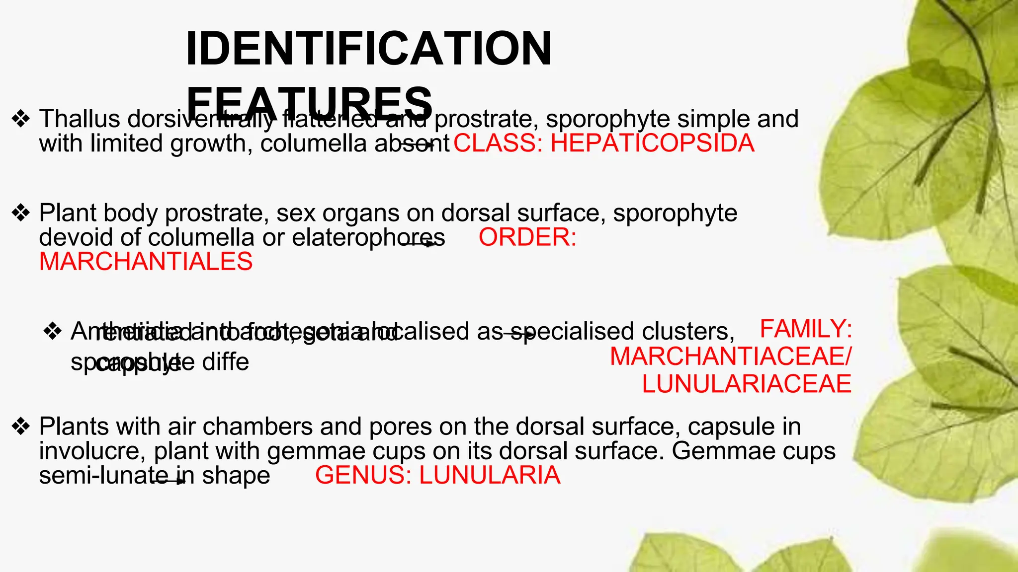 LUNULARIA -features, morphology, anatomy ,reproduction etc. | PPTX