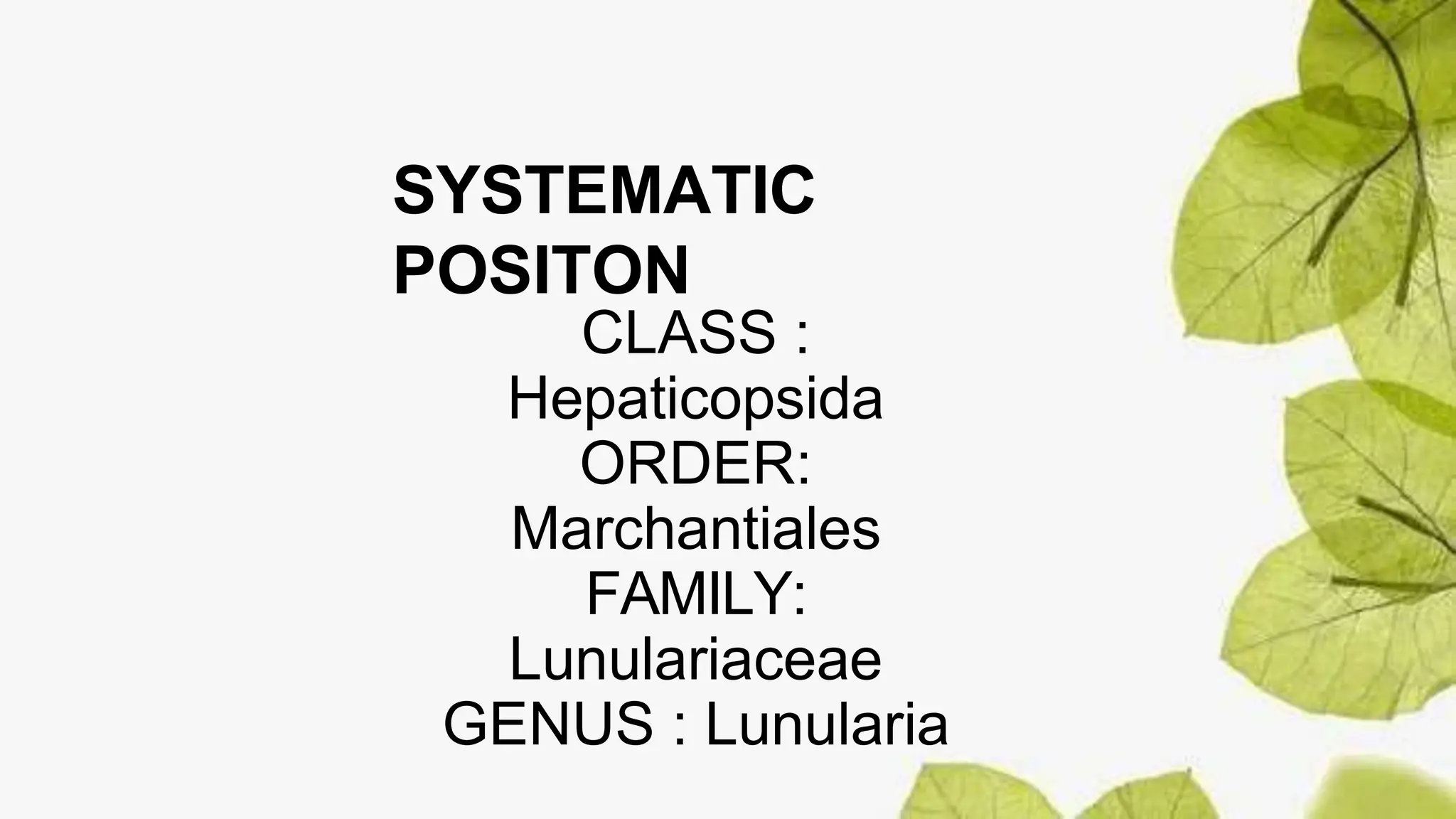 LUNULARIA -features, morphology, anatomy ,reproduction etc. | PPTX