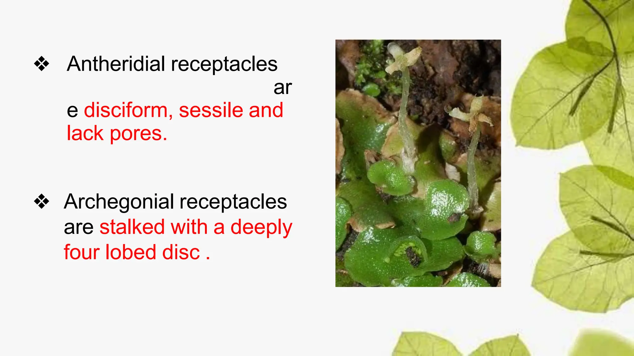 LUNULARIA -features, morphology, anatomy ,reproduction etc. | PPTX