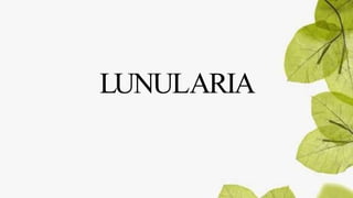 LUNULARIA -features, morphology, anatomy ,reproduction etc. | PPTX