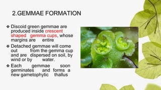 LUNULARIA -features, morphology, anatomy ,reproduction etc. | PPTX