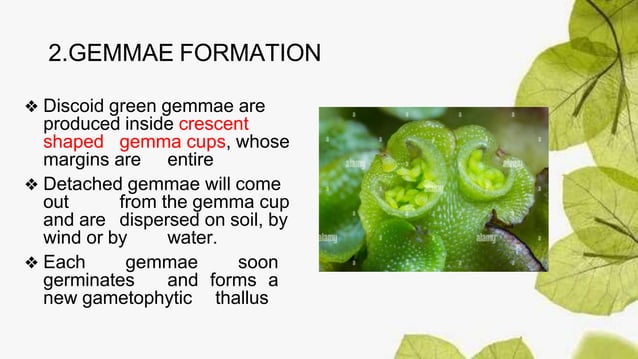 LUNULARIA -features, morphology, anatomy ,reproduction etc. | PPTX