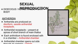 LUNULARIA -features, morphology, anatomy ,reproduction etc. | PPTX