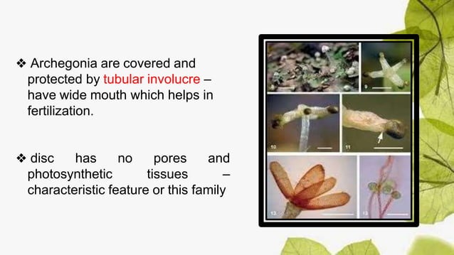 LUNULARIA -features, morphology, anatomy ,reproduction etc. | PPTX