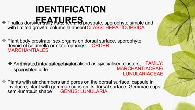 LUNULARIA -features, morphology, anatomy ,reproduction etc. | PPTX