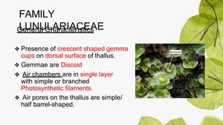 LUNULARIA -features, morphology, anatomy ,reproduction etc. | PPTX