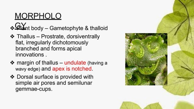 LUNULARIA -features, morphology, anatomy ,reproduction etc. | PPTX
