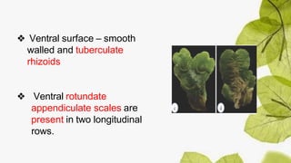 LUNULARIA -features, morphology, anatomy ,reproduction etc. | PPTX