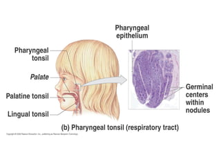 Anatomy of lymphatic system ppt | PPT