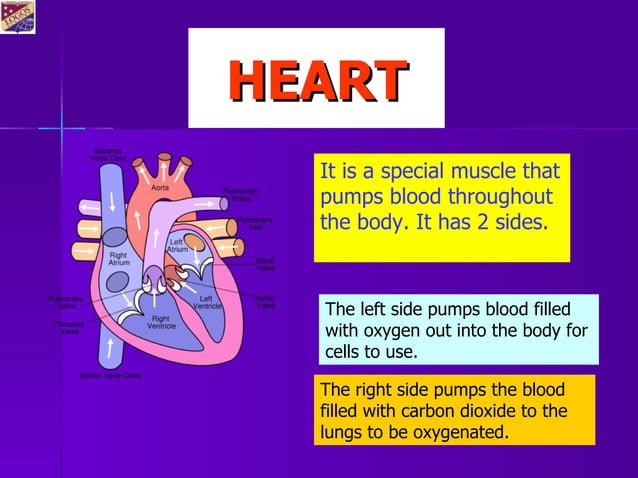 Blood And Circulatory System | PPT | Blood Disorders | Diseases and ...