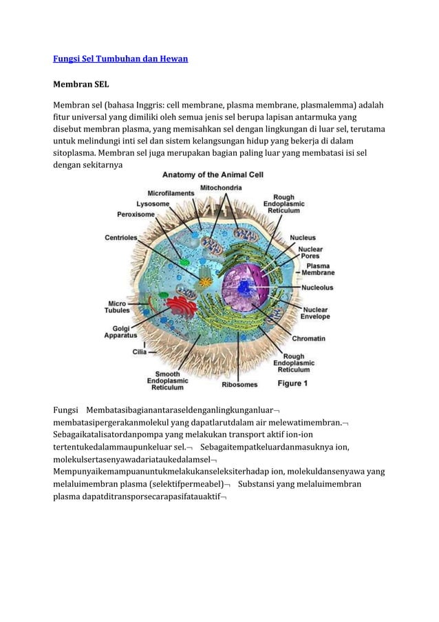 10 macam teori tentang sel | DOCX