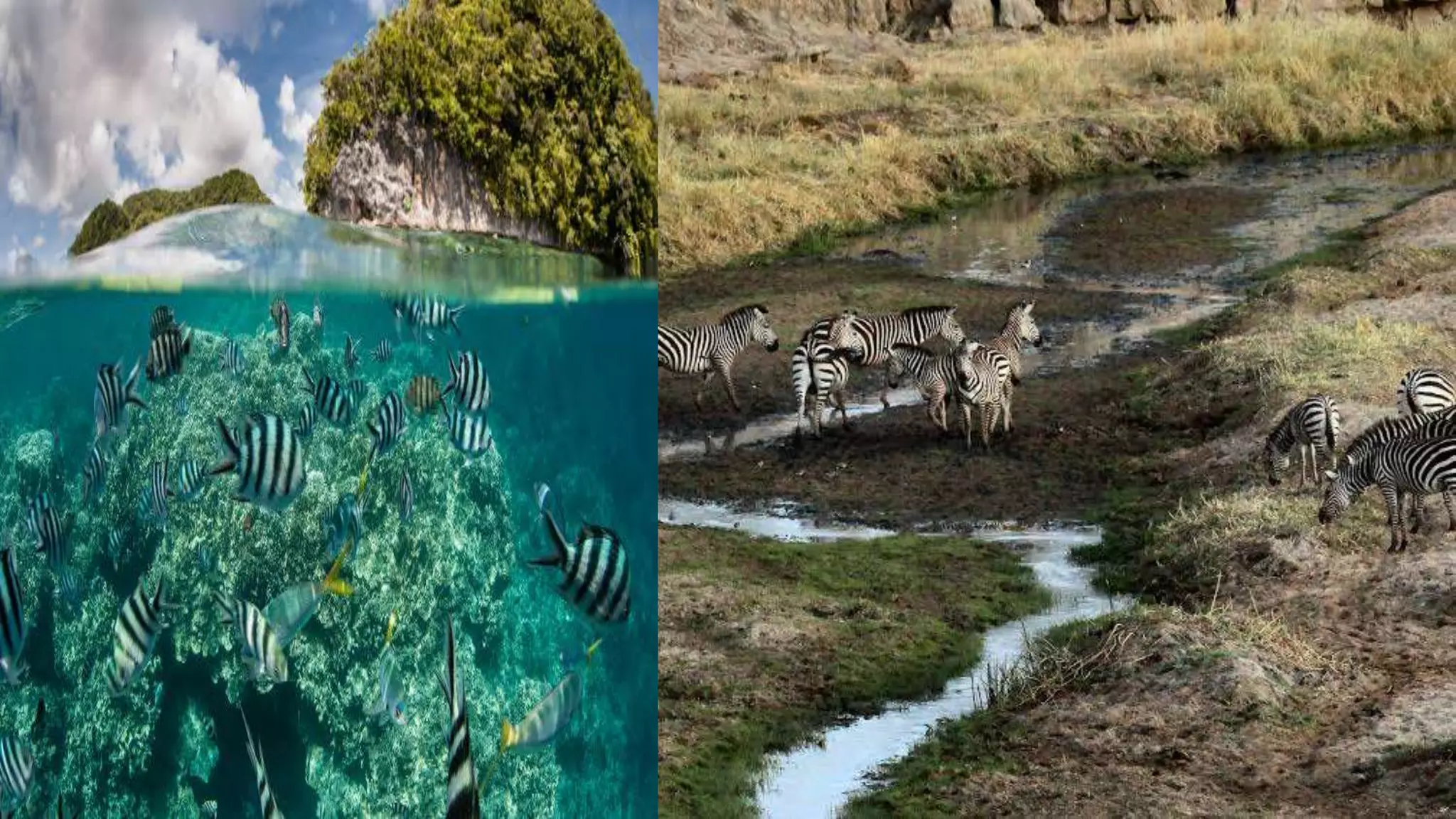 10 Major Environmental Problems | PPTX