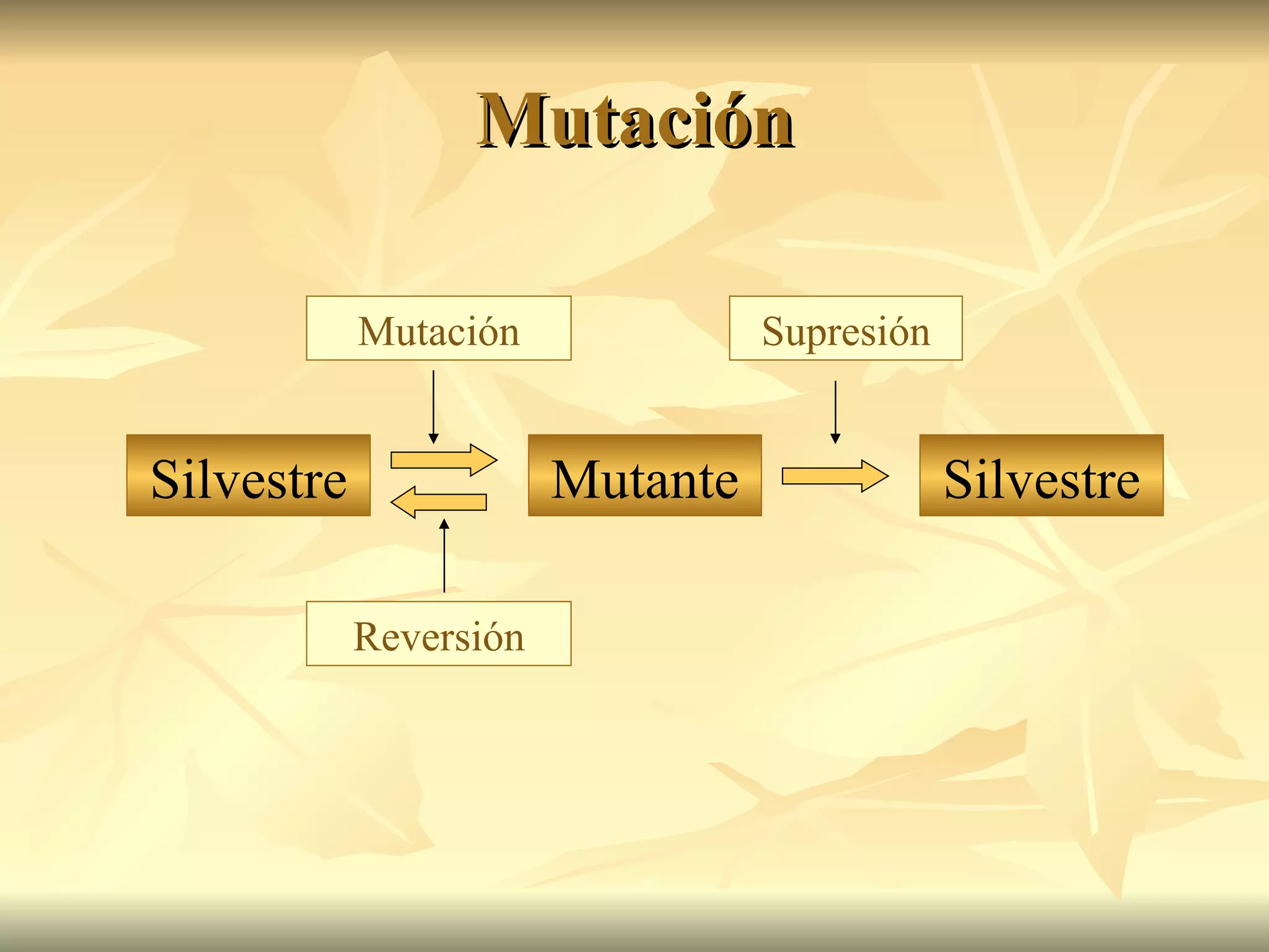 10 Mecanismos De EvolucióN MutacióN 2 | PPT