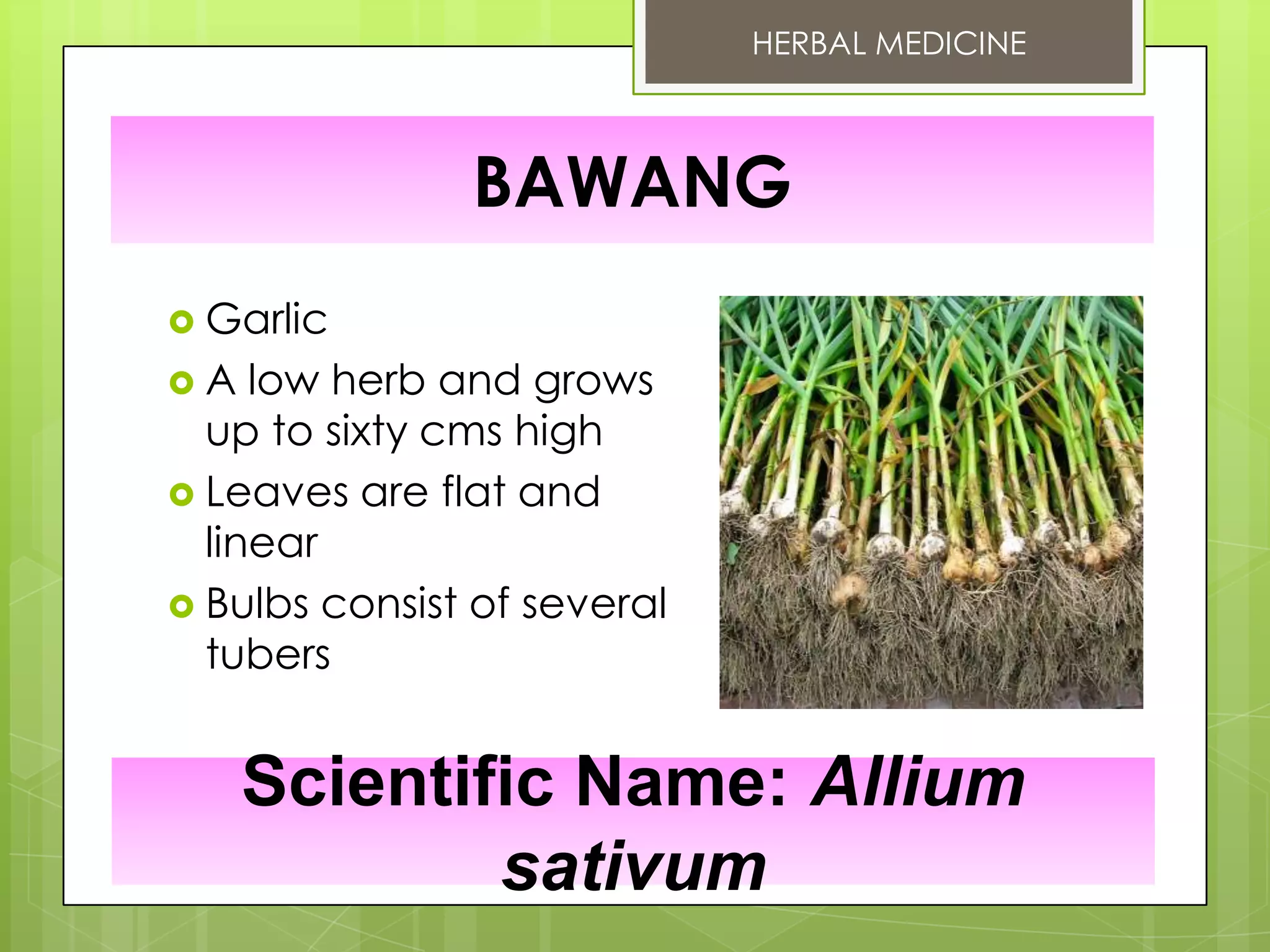 10 medicinal plants in the philippines.pdf