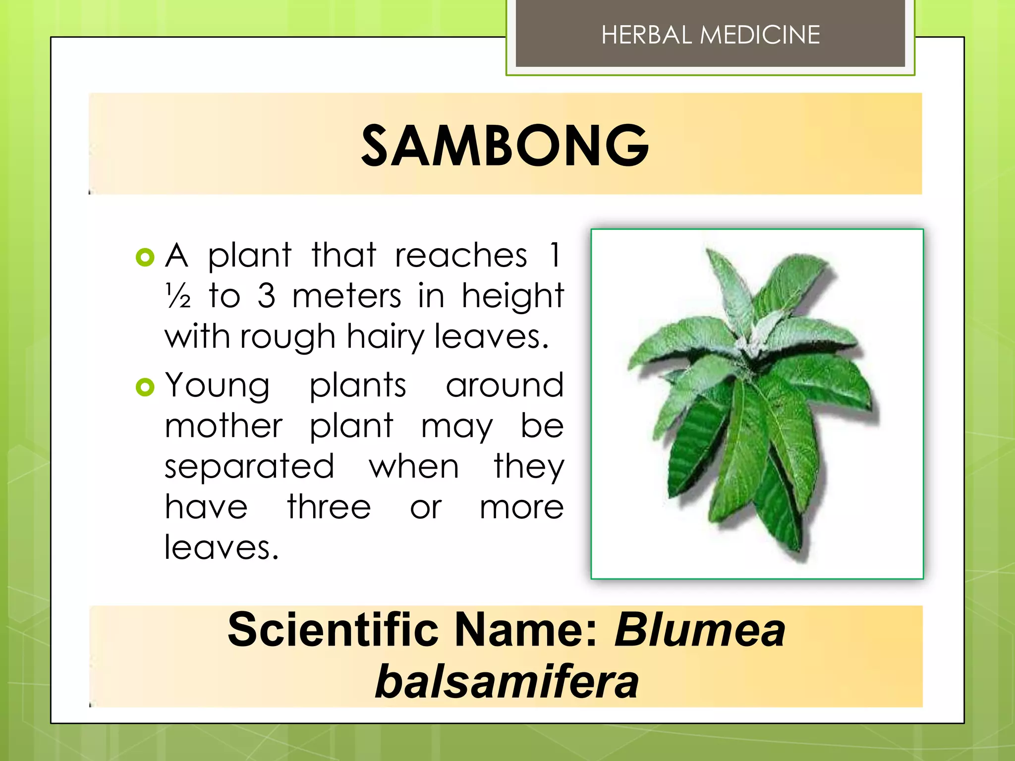 10 medicinal plants in the philippines.pdf
