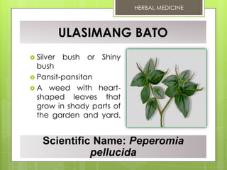 10 medicinal plants in the philippines.pdf
