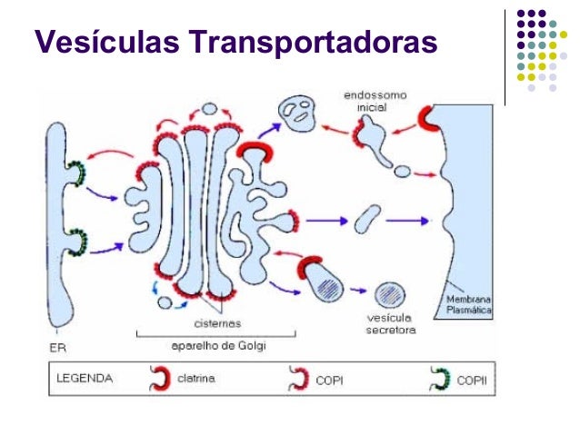 10 membrana celular2[1]