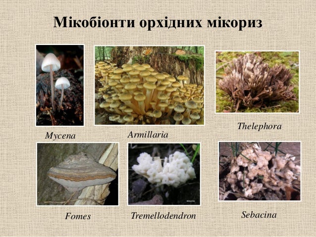 10_Прикладна мікологія. Мікориза