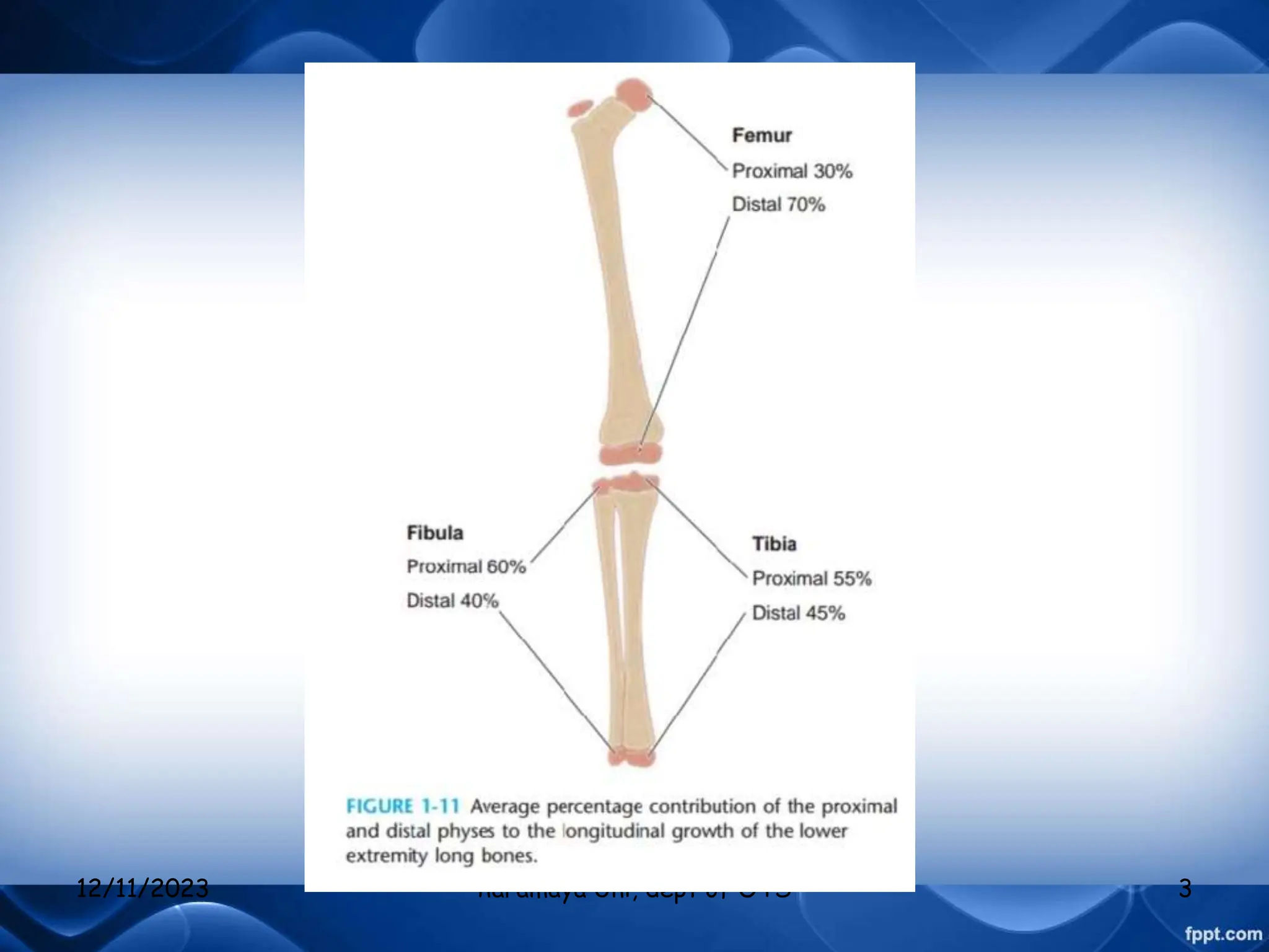 10 minute- Contributions of leg length.pptx