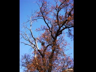 Hank Miller's 10 minute photo session (c 2007) | PPT