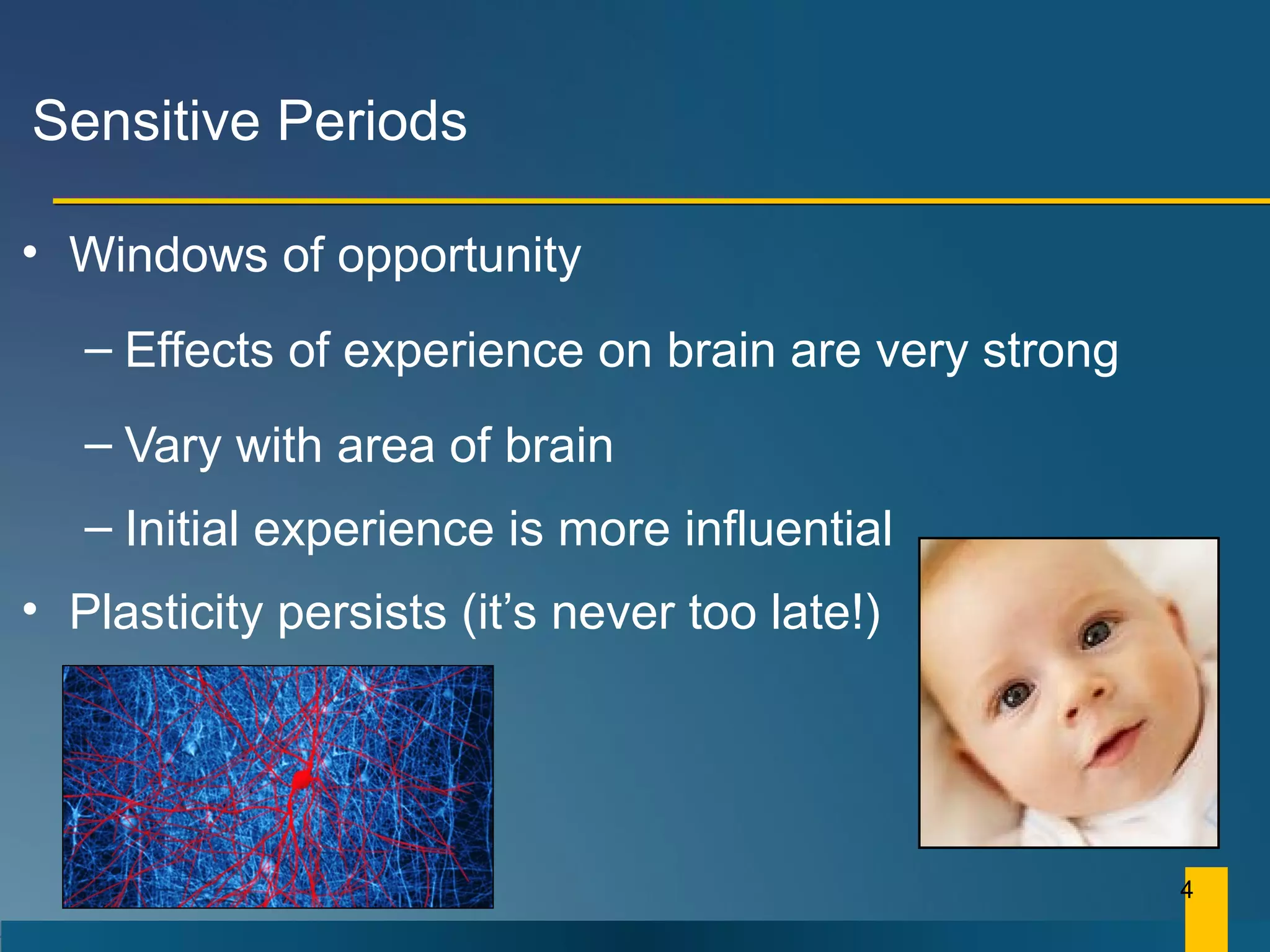 Brain Development and Toxic Stress | PPT