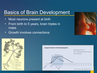 Brain Development and Toxic Stress | PPT