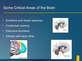 Brain Development and Toxic Stress | PPT