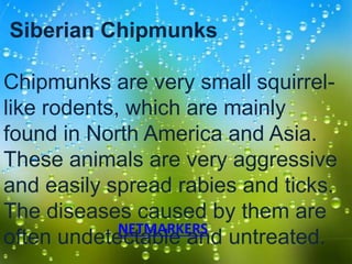 10 most dangerous animals | PPTX | Reptiles | Pets