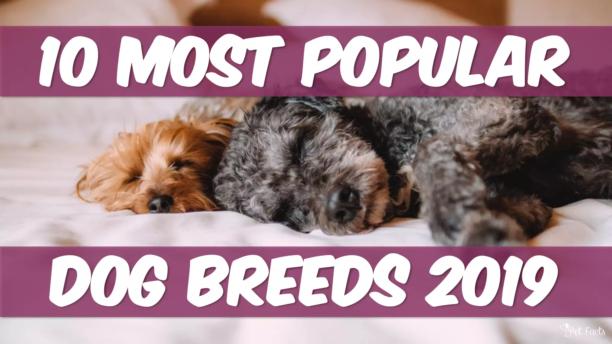 10 Most Popular Dog Breeds 2019 | PDF