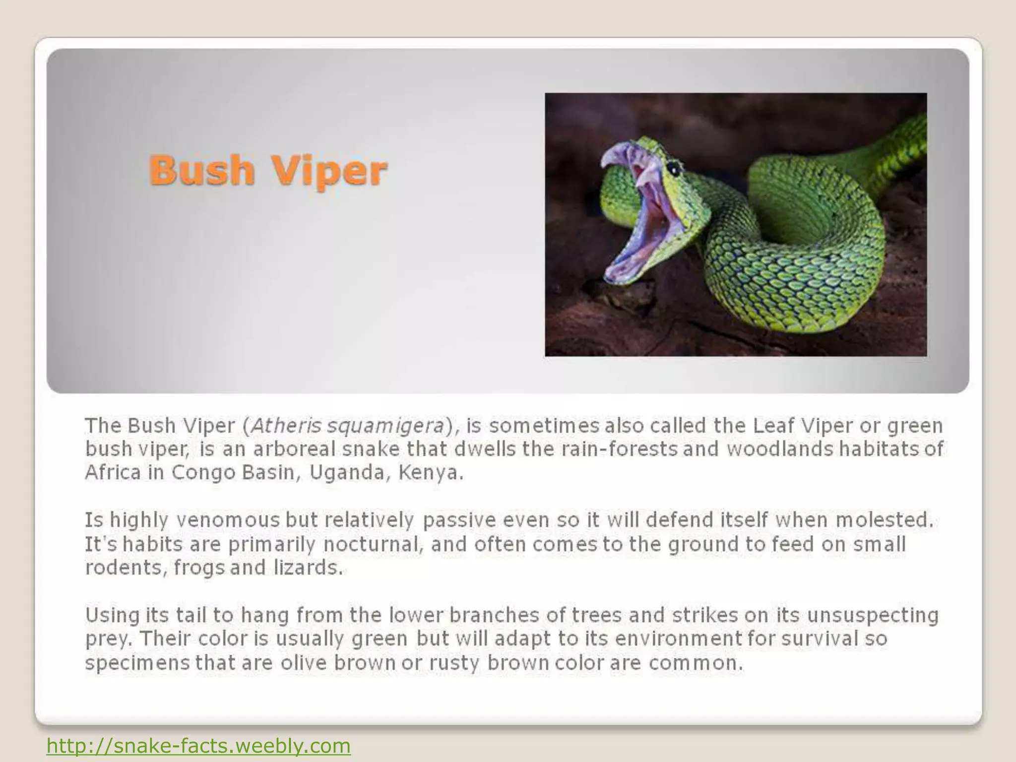 10 most venomous african snakes | PPTX