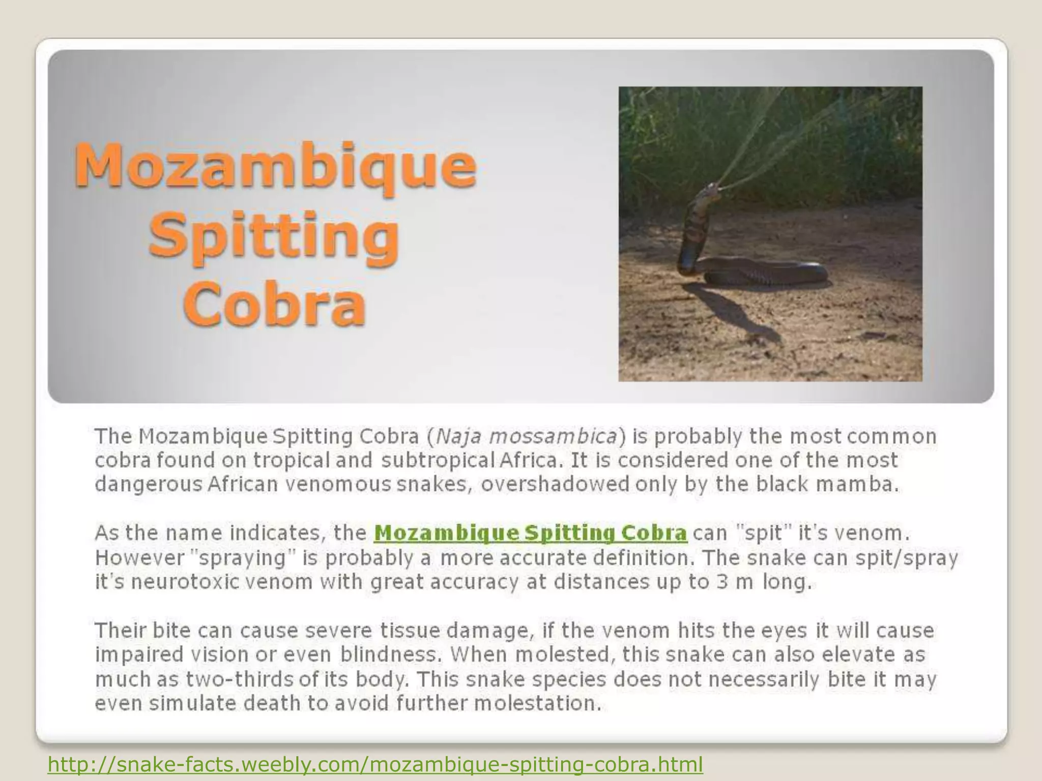 10 most venomous african snakes | PPTX