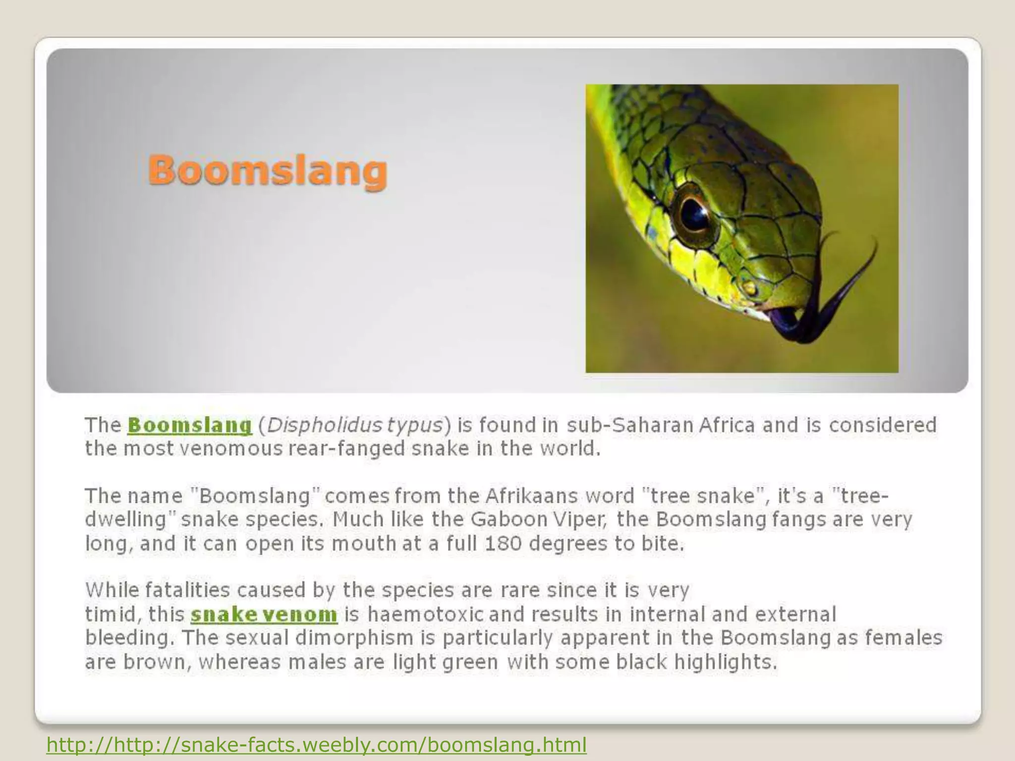 10 most venomous african snakes | PPTX