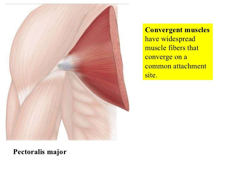 10 Muscle Tissue And Organization
