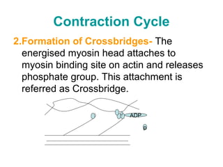 10 muscular tissue | PPT | Physical Therapy | Wellness