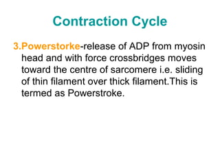 10 muscular tissue | PPT | Physical Therapy | Wellness