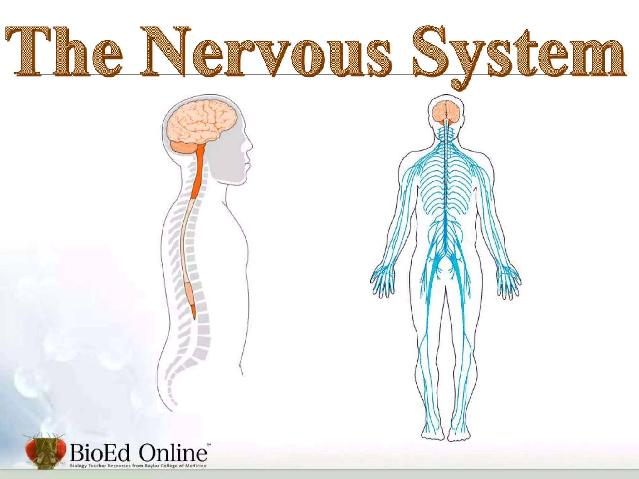 10 NERVOUS SYSTEM.pptx