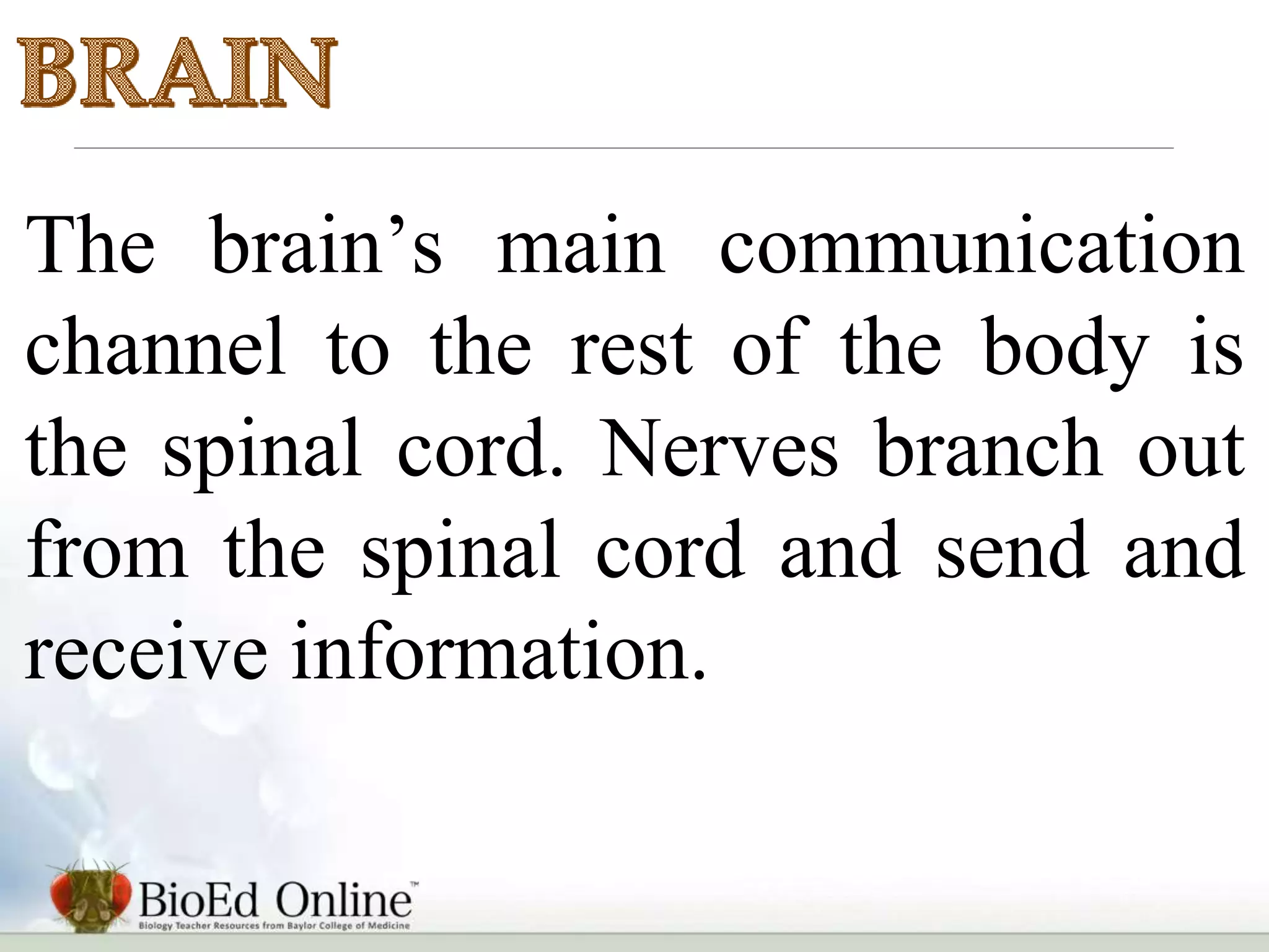 10 NERVOUS SYSTEM.pptx