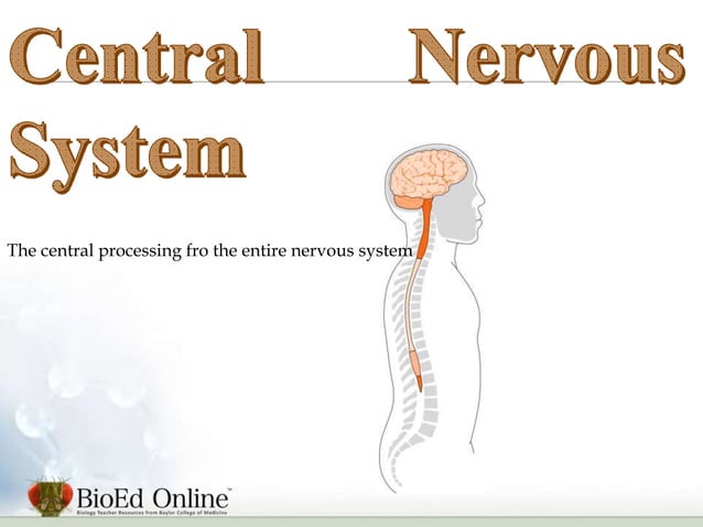 10 NERVOUS SYSTEM.pptx