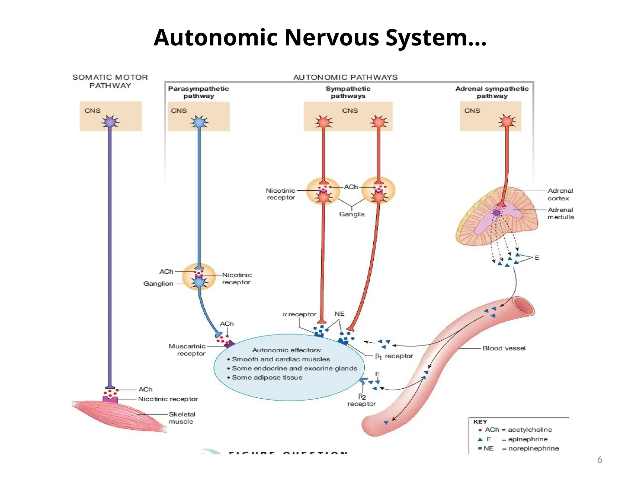 Nervous System Physiology power point.pptx