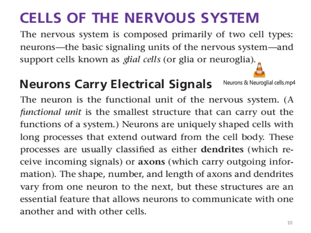 Nervous System Physiology power point.pptx