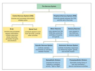 Nervous System Physiology power point.pptx