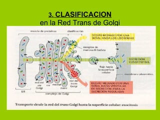 Biología - Aparato de Golgi | PPT